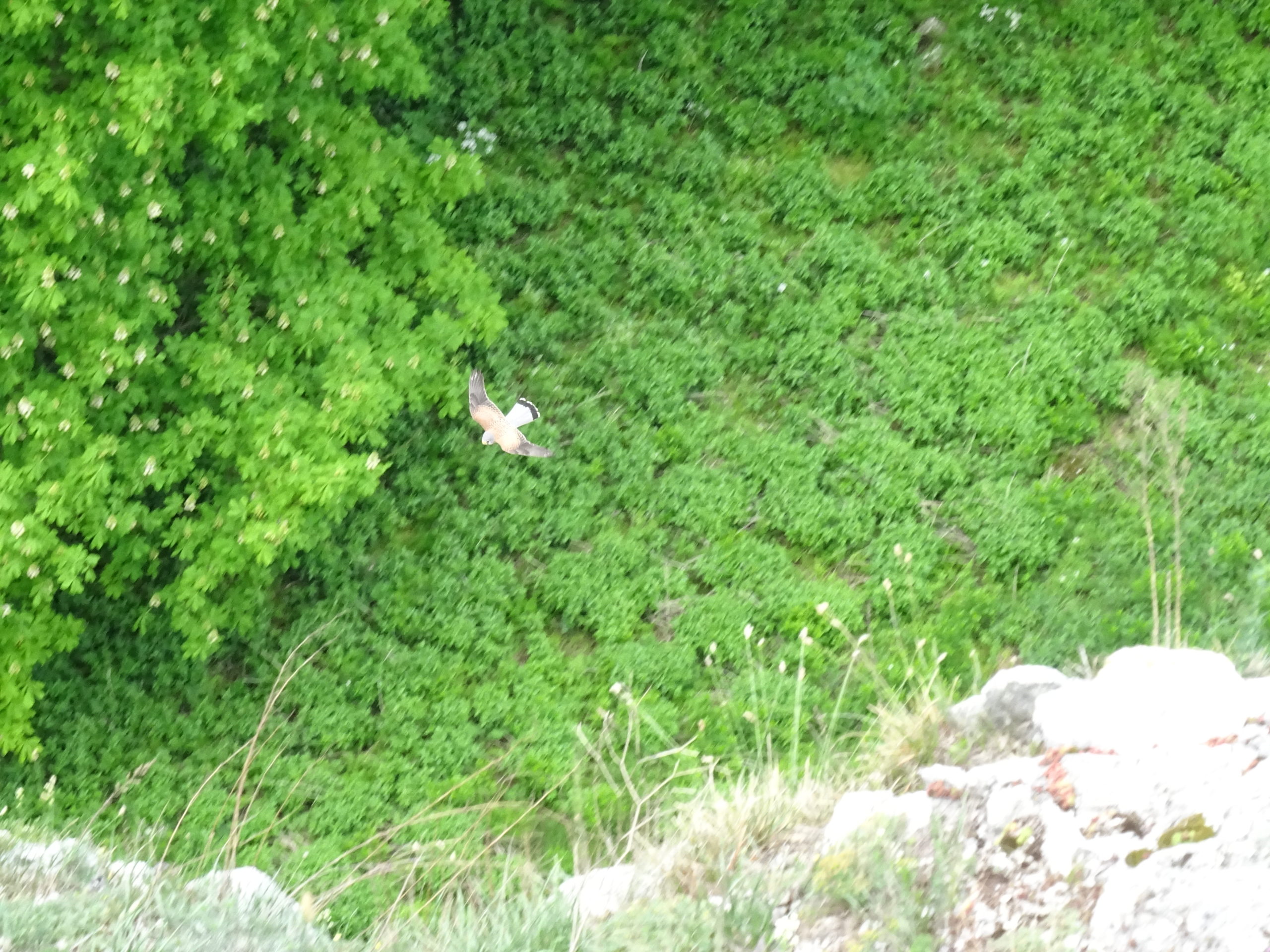 Poštolka obecná – U Kavky